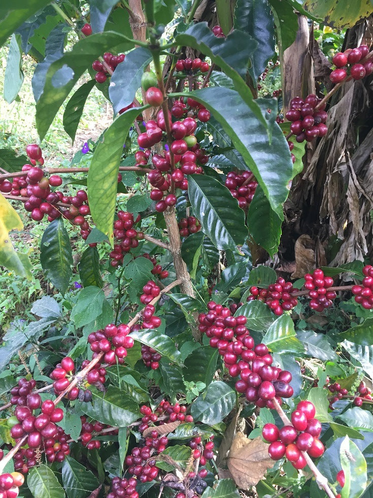 Colombia El Diviso Caramblo – WAVY COFFEE ROASTERS